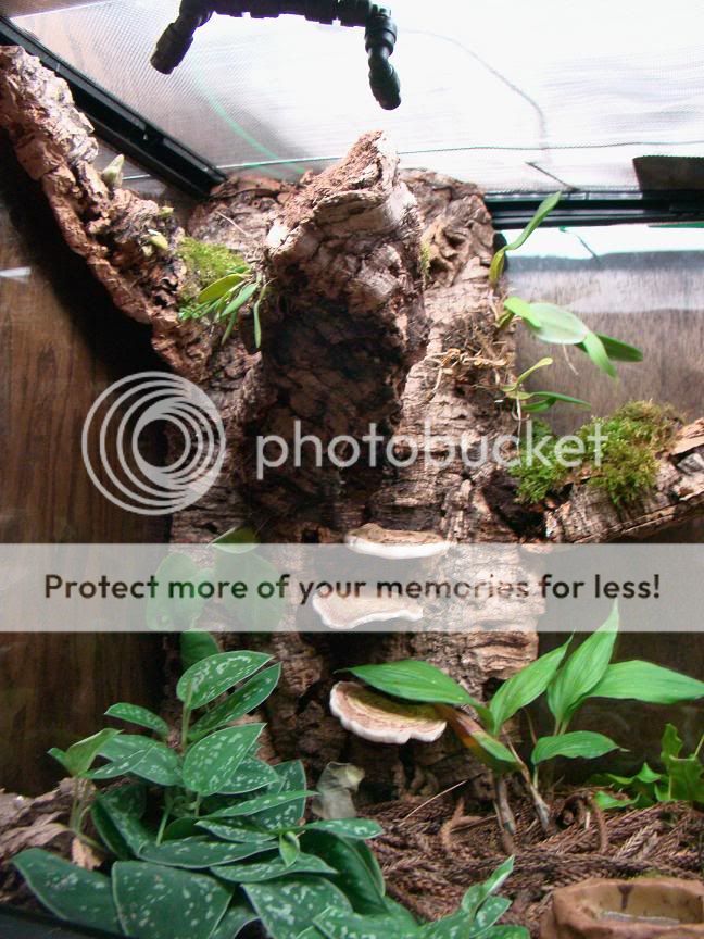 Building new vivarium for a crested gecko. Tips/hints welcome! : r/reptiles