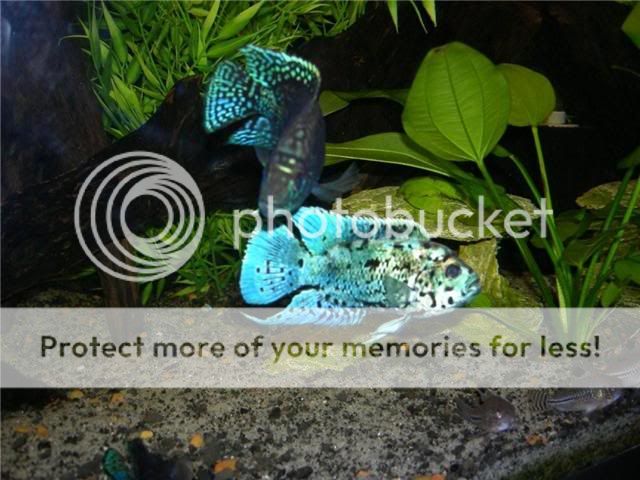 ebjd pair | Cichlid Fish Forum