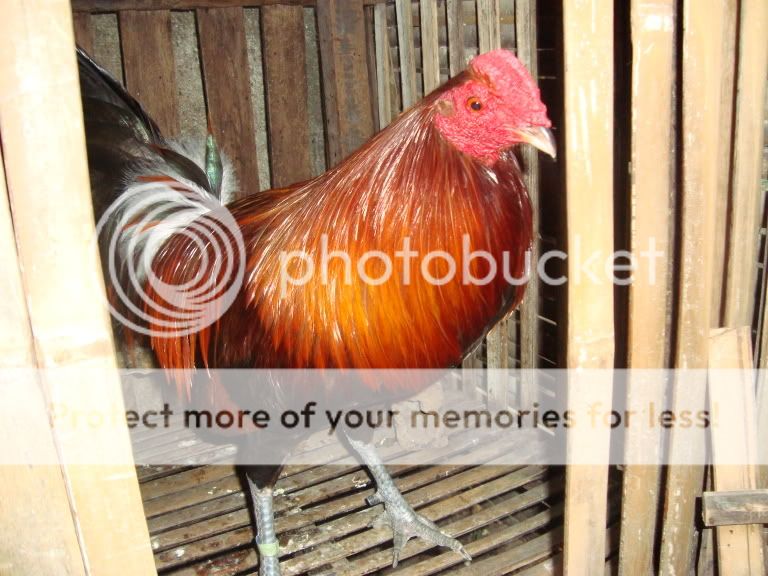 Pure Billy Ruble Hatch Pictures, Images & Photos | Photobucket